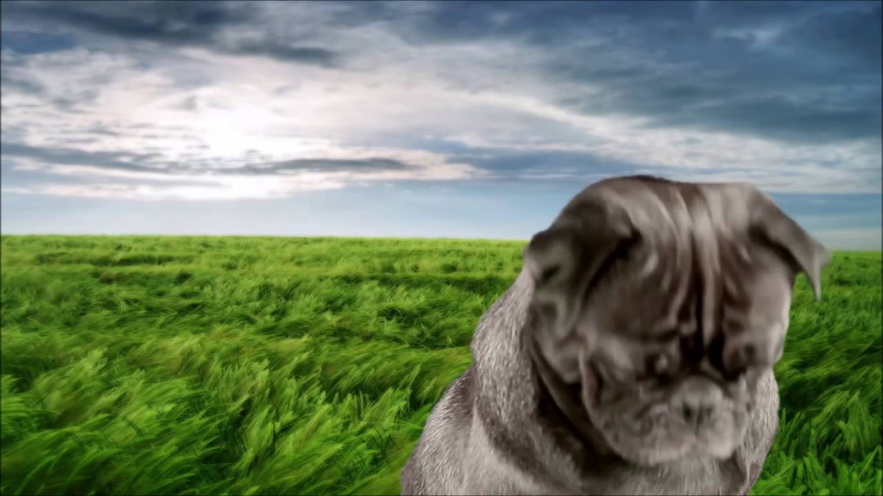 Anaconda PUG - Edgar Allan Pug - Pewdiepie (feat. Maya) - YouTube