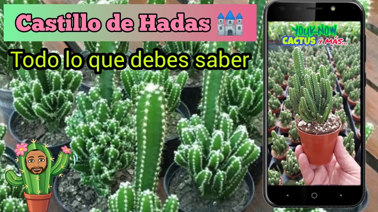 Cactus 🌵Castillo de Hadas 🏰 (Acanthocerus Tetragonus) "Fairy Castle ...