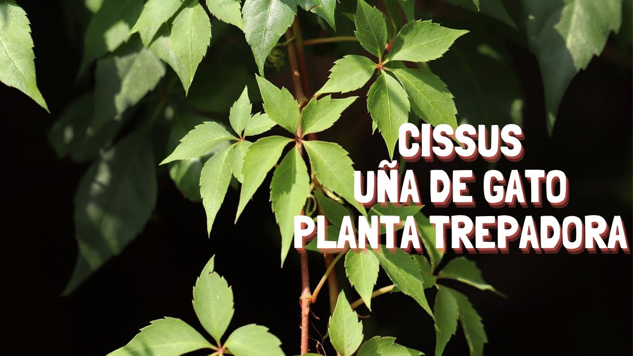 ENRREDADERA UÑA DE GATO O CISSUS. CUIDADOS Y CONSEJOS - YouTube