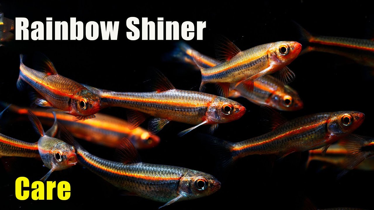 Rainbow Shiners Are Awesome! Care and Breeding - YouTube