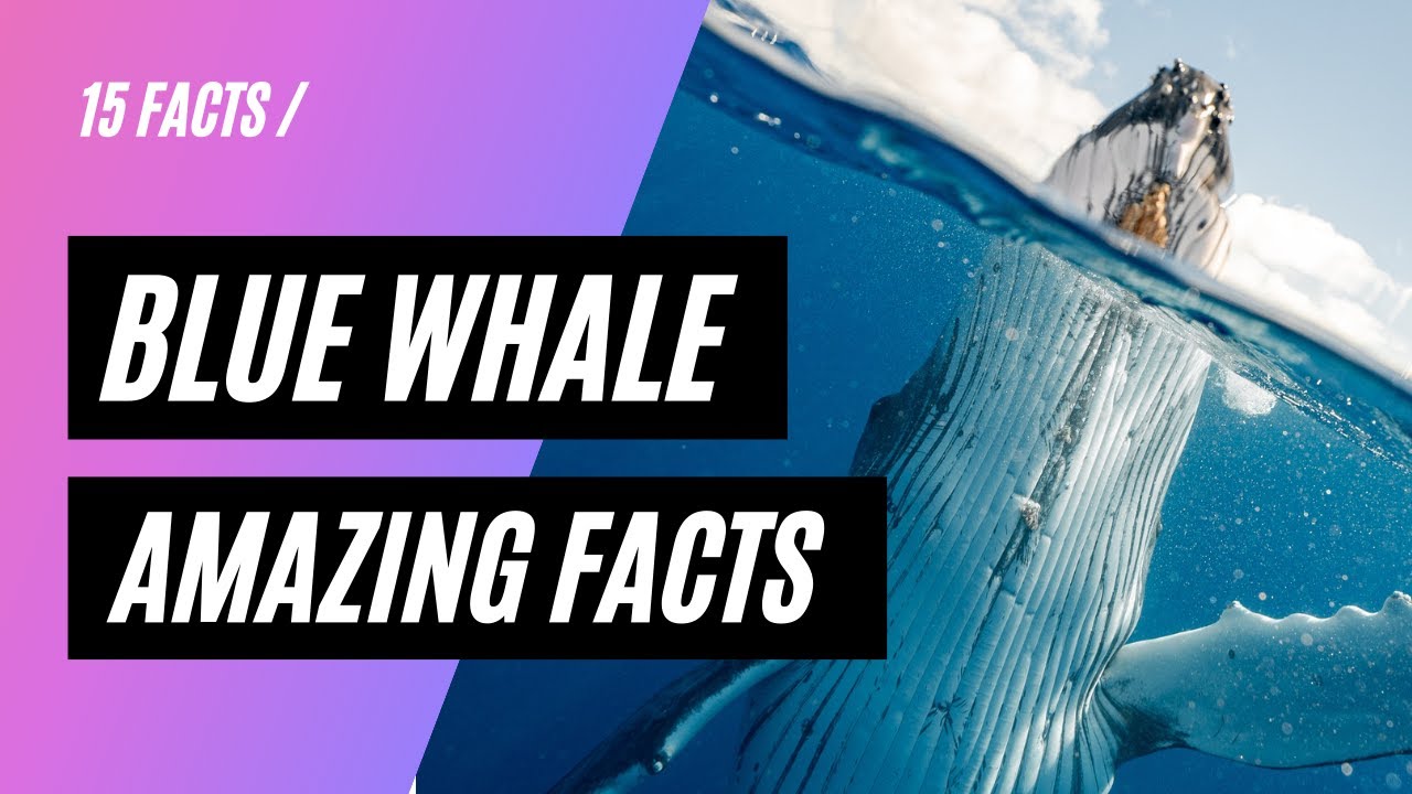15 Amazing Facts About The Blue Whales That You Should Know - YouTube