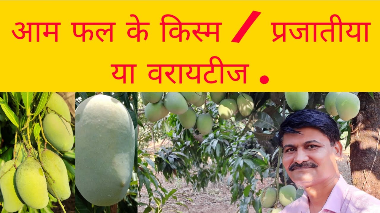 आम फल के किस्म / प्रजाती या वरायटीज . Varities of Mango in Hindi - YouTube
