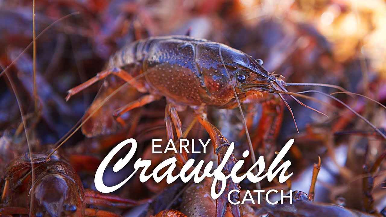 Early Crawfish Catch - YouTube