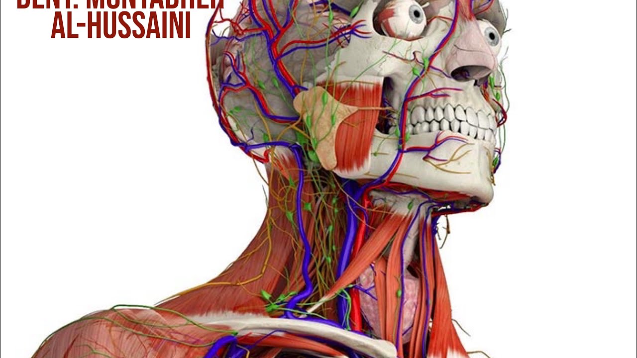 General Anatomy (Terms) - YouTube