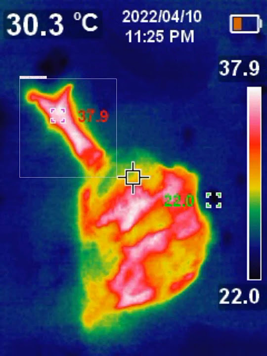 Pythonobject Detection Slipped Tendon In Broiler Thermal Data With Yolov7 شرح عربي Youtube