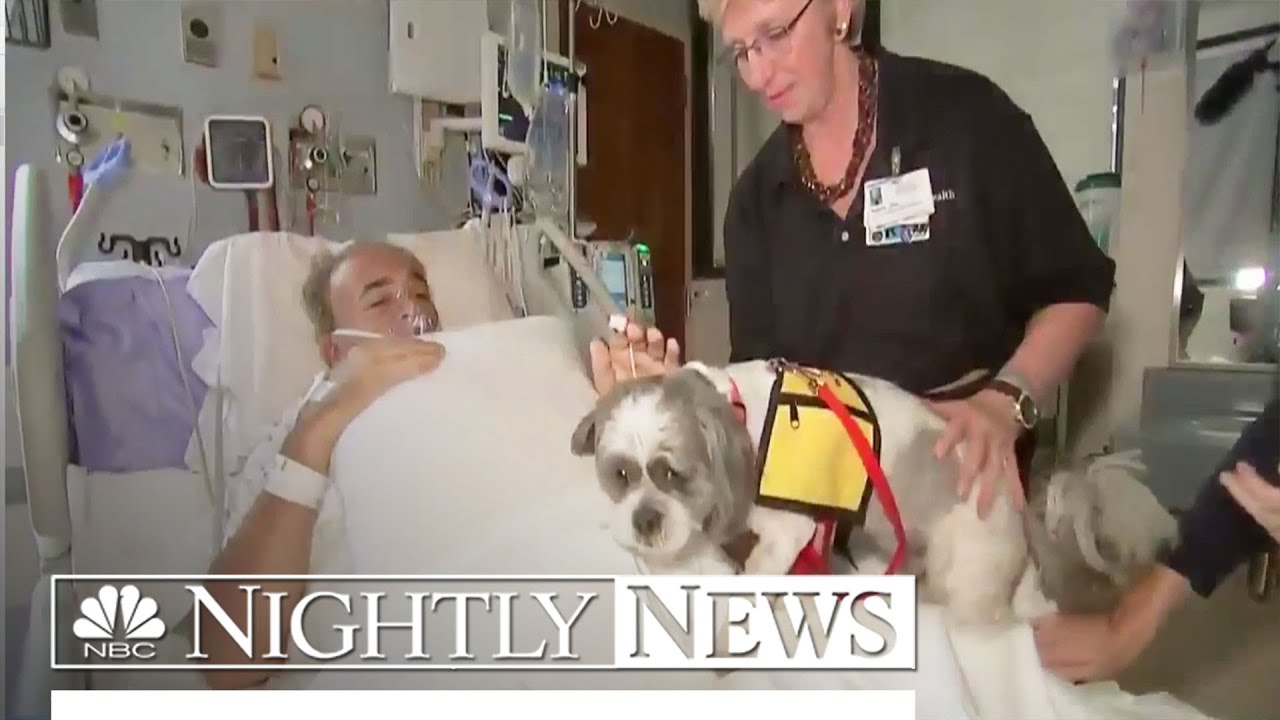 Meet the Dogs Helping Patients Bounce Back From Intensive Care | NBC ...