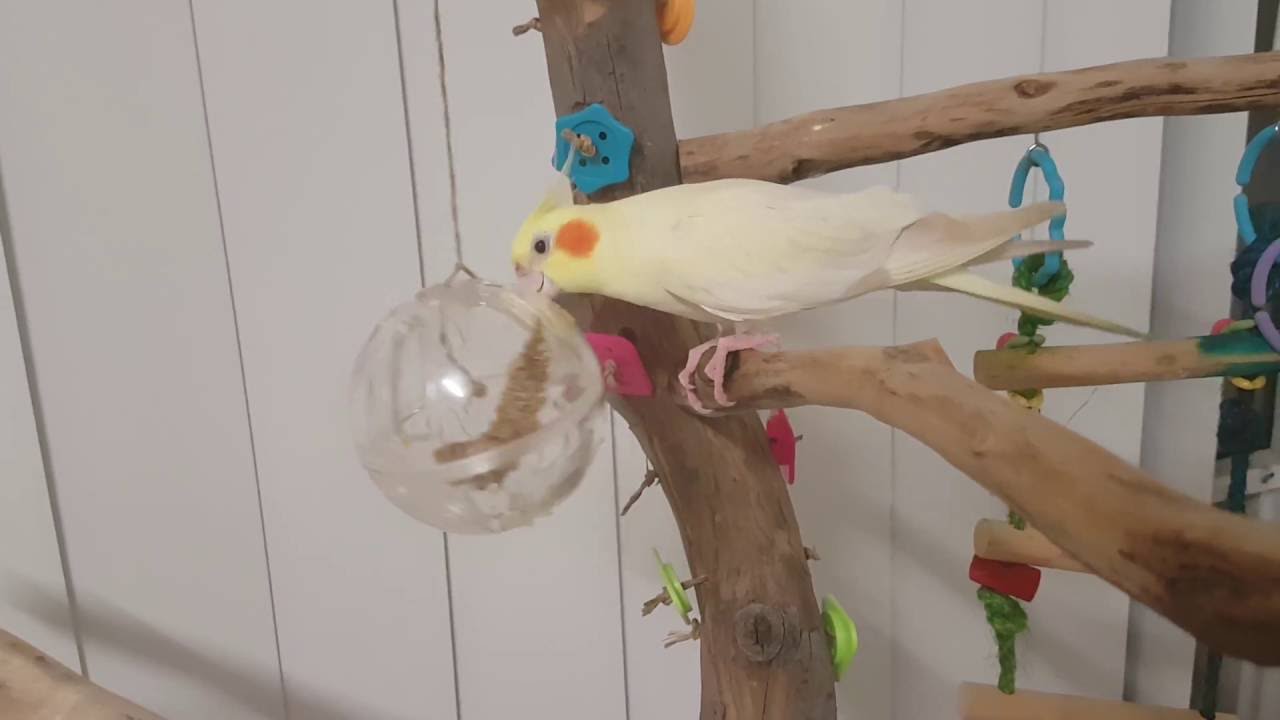 Cockatiel using foraging Caitec : Creative foraging systems forging ...