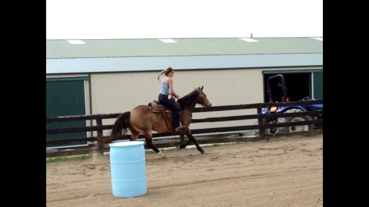 www handrhorses com AQHA RUGGED LARK GRANDDAUGHTER, GENTLE BUCKSKIN ...