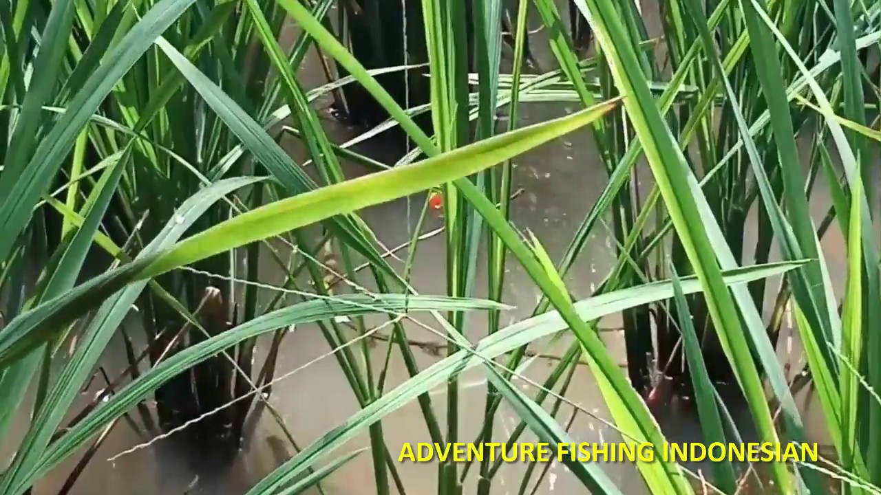REAL ADVENTURE BETOK FISH AT WEST OF JAVA INDONESIAN ONLY - YouTube