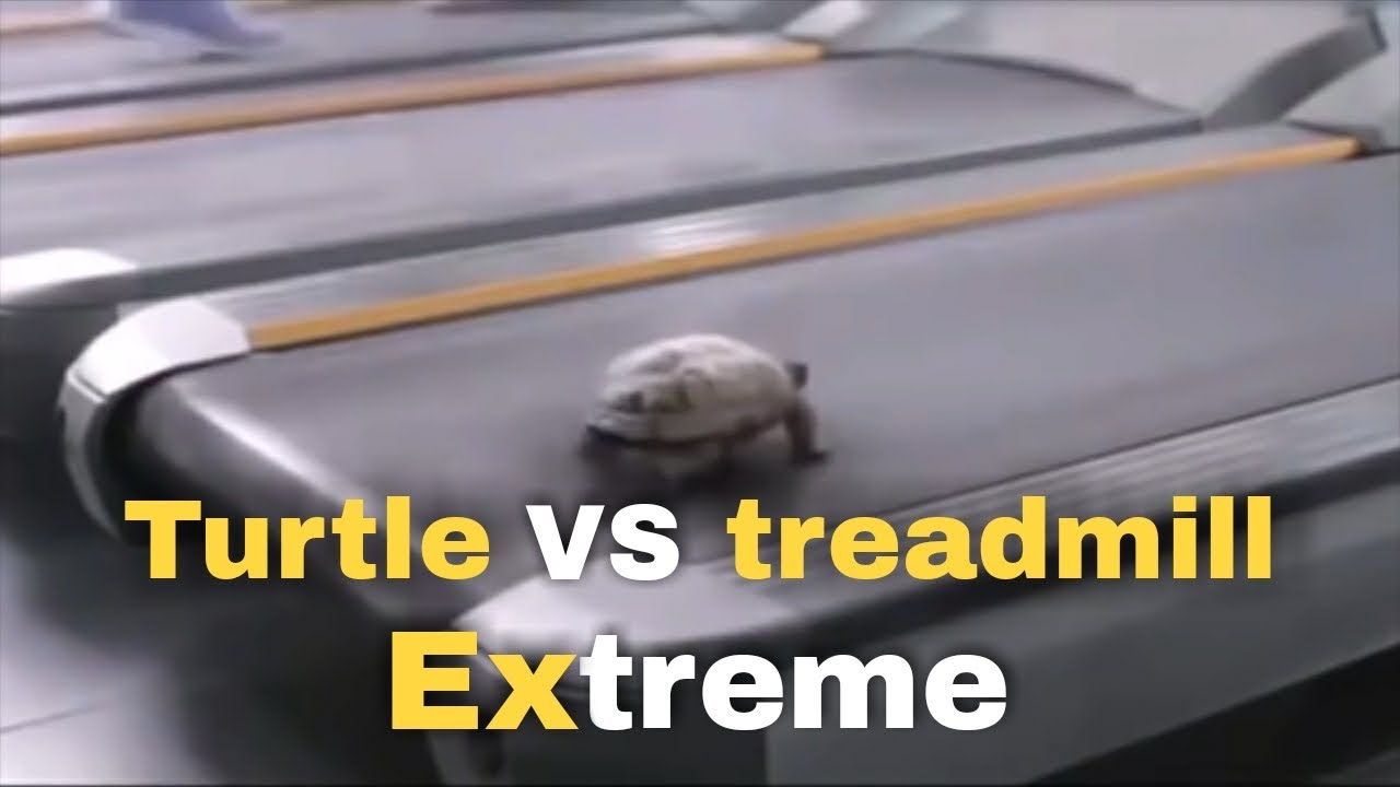 Turtle Vs treadmill.Extreme. Workout motivation. Turtle running on ...