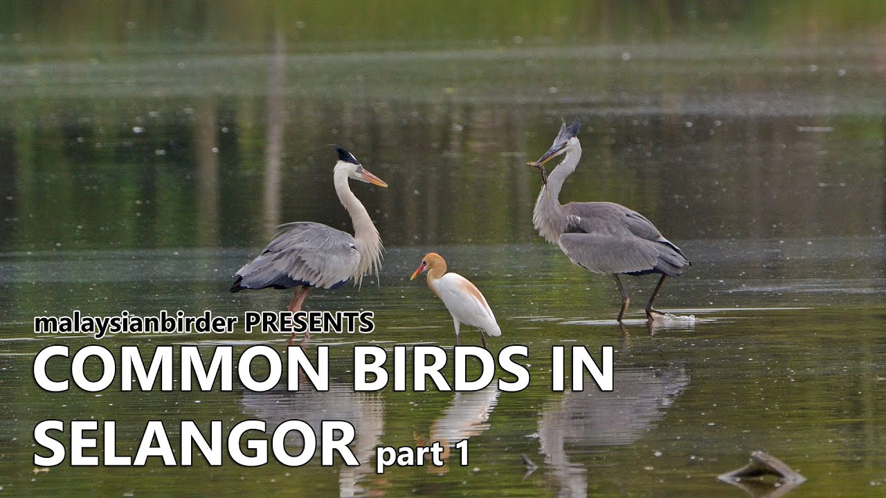 Common Birds in Selangor by malaysianbirder - YouTube
