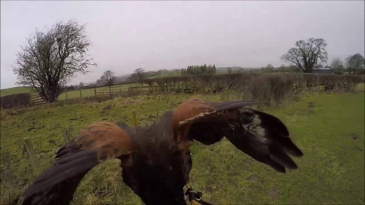 Harris Hawks hunting Rabbits 5 2 17 - YouTube