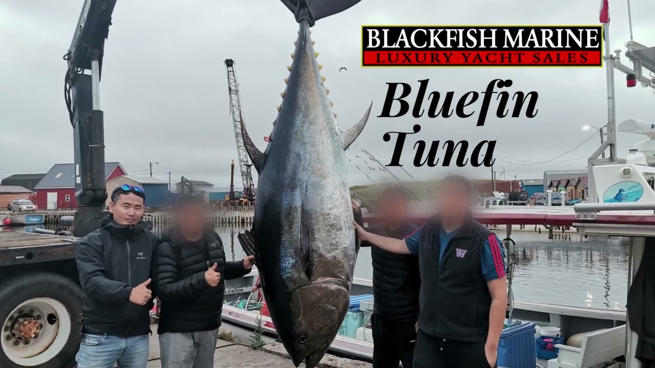 Blackfish Marine Bluefin Tuna - YouTube
