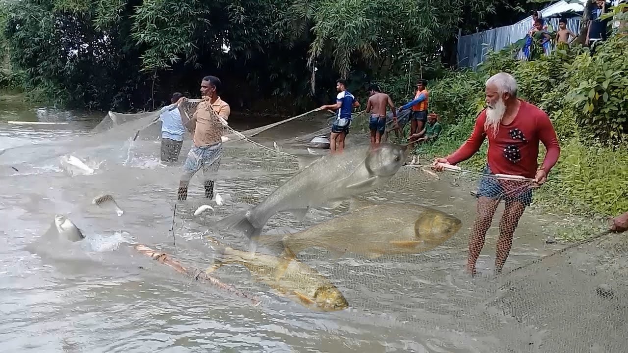 Net fishing Video Catching freshwater fish the pond - YouTube