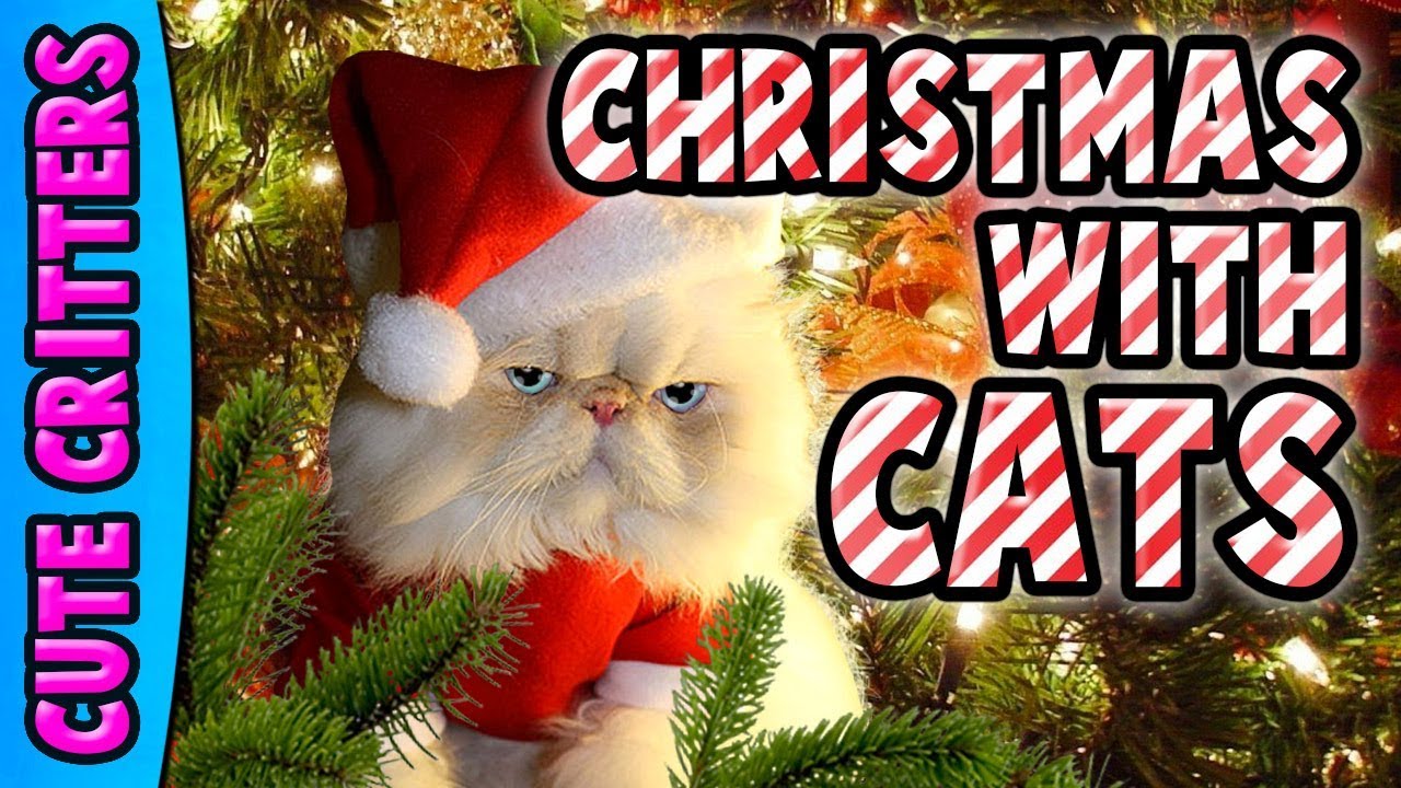 Merry Christmas with Cats Compilation | Funny Festive Fails | Best ...