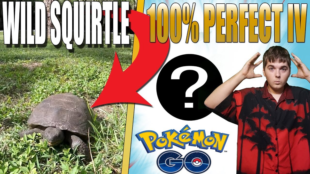 POKEMON GO 100% PERFECT IV - FOUND A WILD GOPHER TURTLE! - YouTube