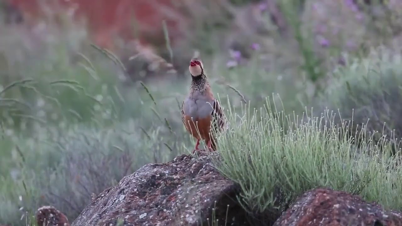 La chasse de perdrix en Espagne 2020 HD قنص الحجل بجودة عالية - YouTube