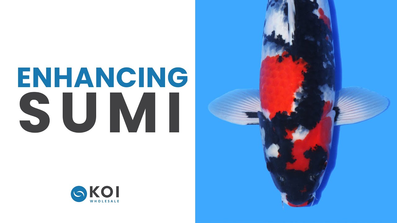 Sumi & Soft Water: Maximizing Sumi Development in Your Koi Pond - YouTube