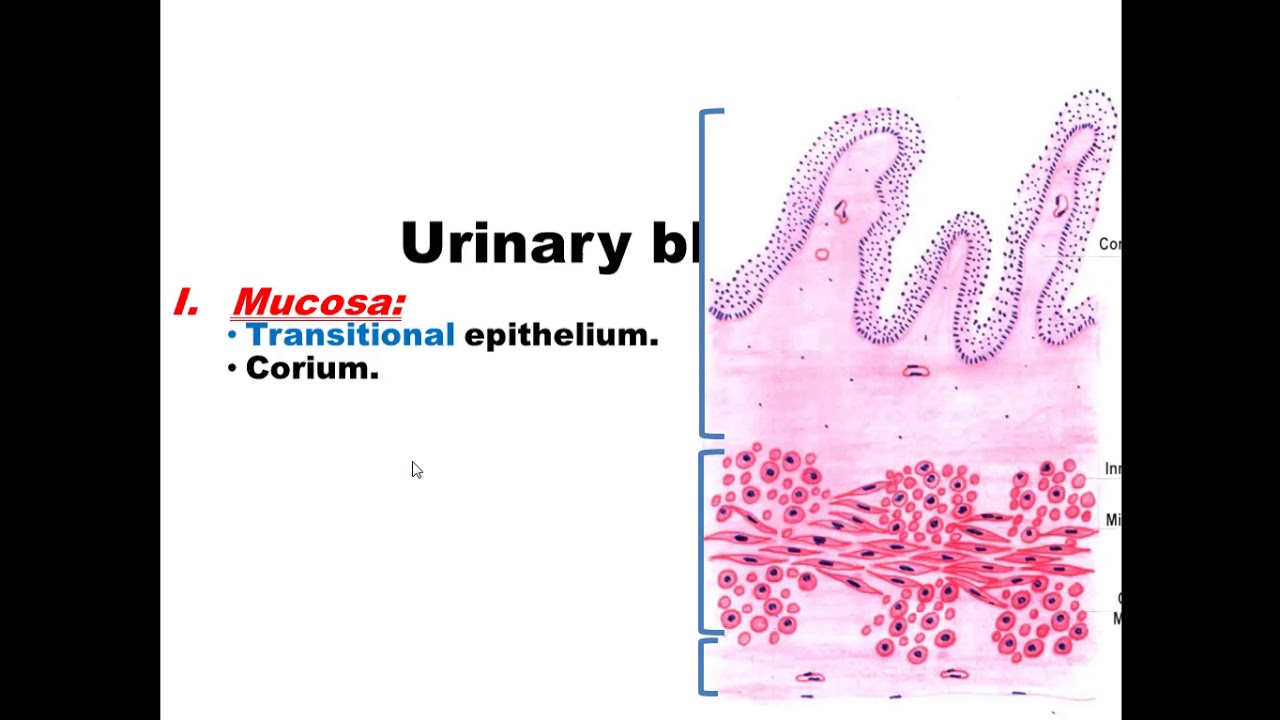 Renal system part4: Juxtaglomerular complex, urinary bladder and ureter ...