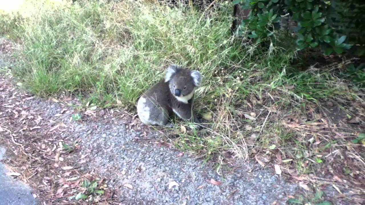 Cute wild koala running down the road! - YouTube