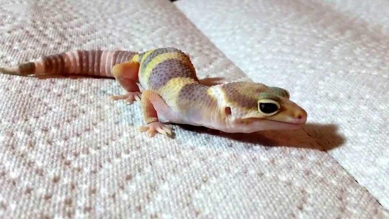 Leopard Gecko Hatchling Update 07-07-14 Part Two - YouTube