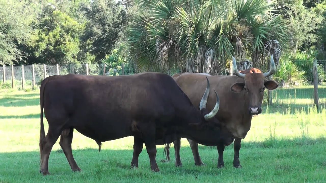 YISISTER VIDEOS The Affectionate Bull - YouTube
