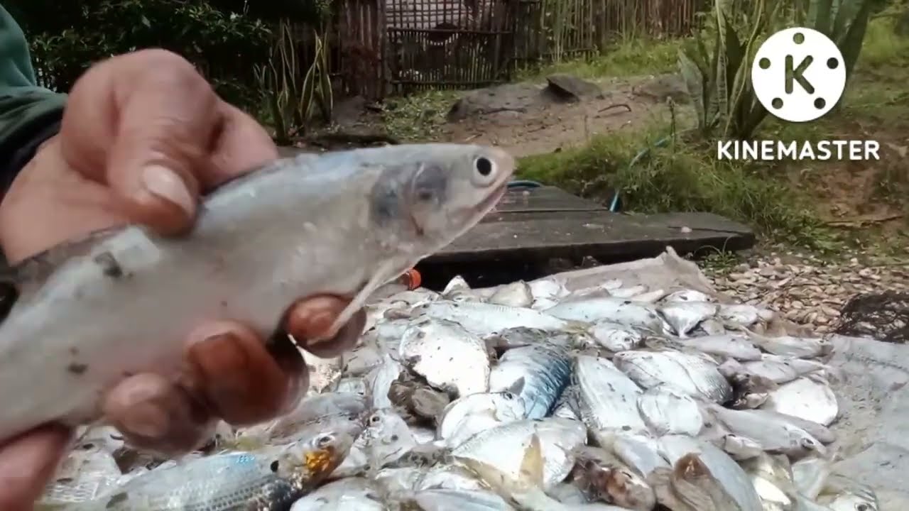 hasil pagi banyak ikan nya - YouTube