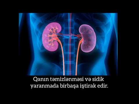 Böyrəklər, quruluşu və funksiyaları. 3d anatomy video