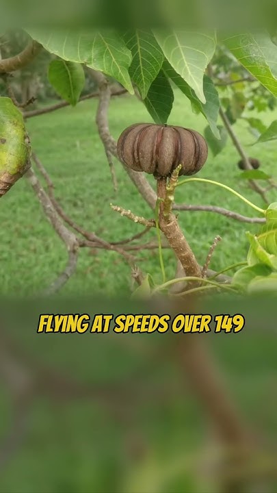 Sandbox Tree: The Dynamite of the Jungle - YouTube