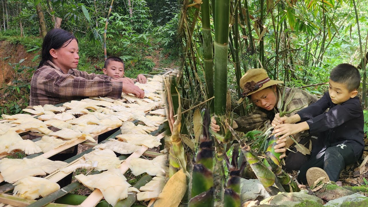 Harvesting bamboo shoots, how to process and preserve dried bamboo ...