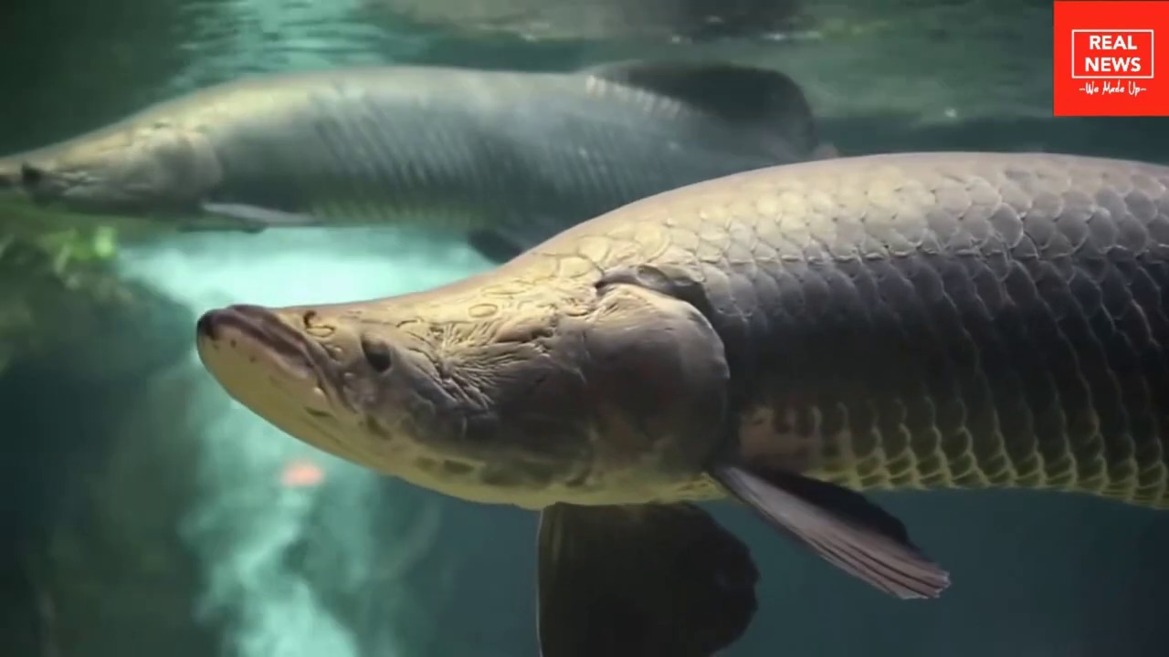 Most Terrifying Extinct Creatures Ever #river_monsters #toptrending # ...