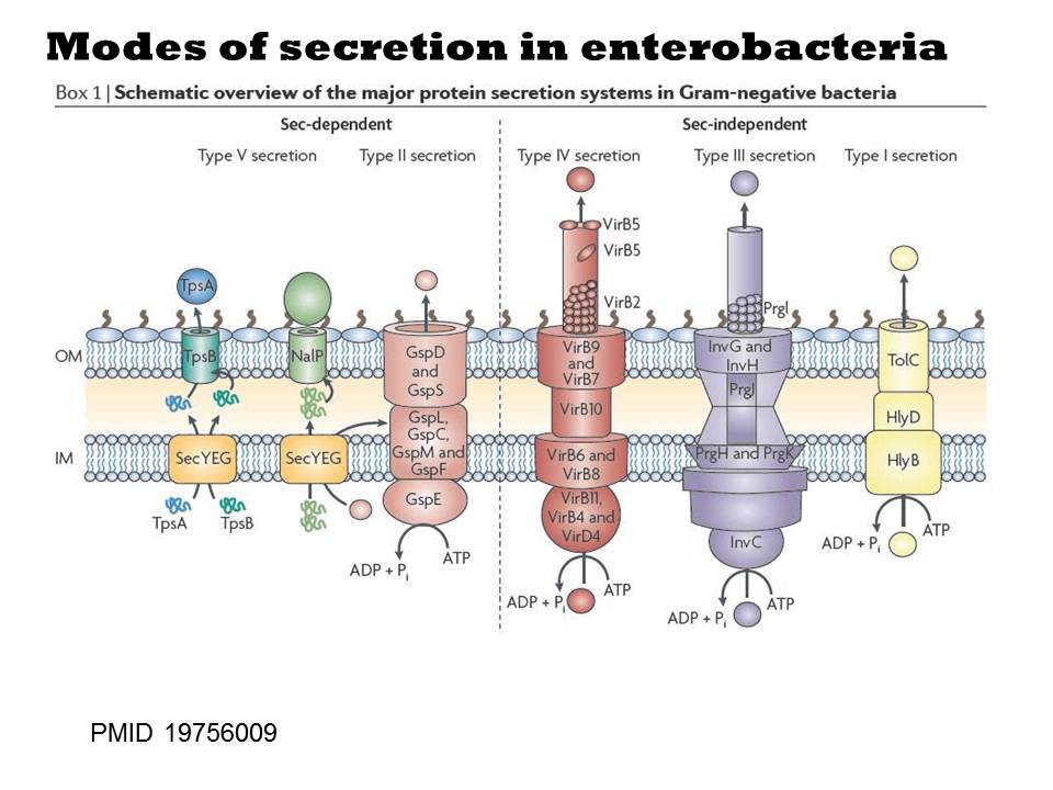 Compartments in Prokaryotes - YouTube