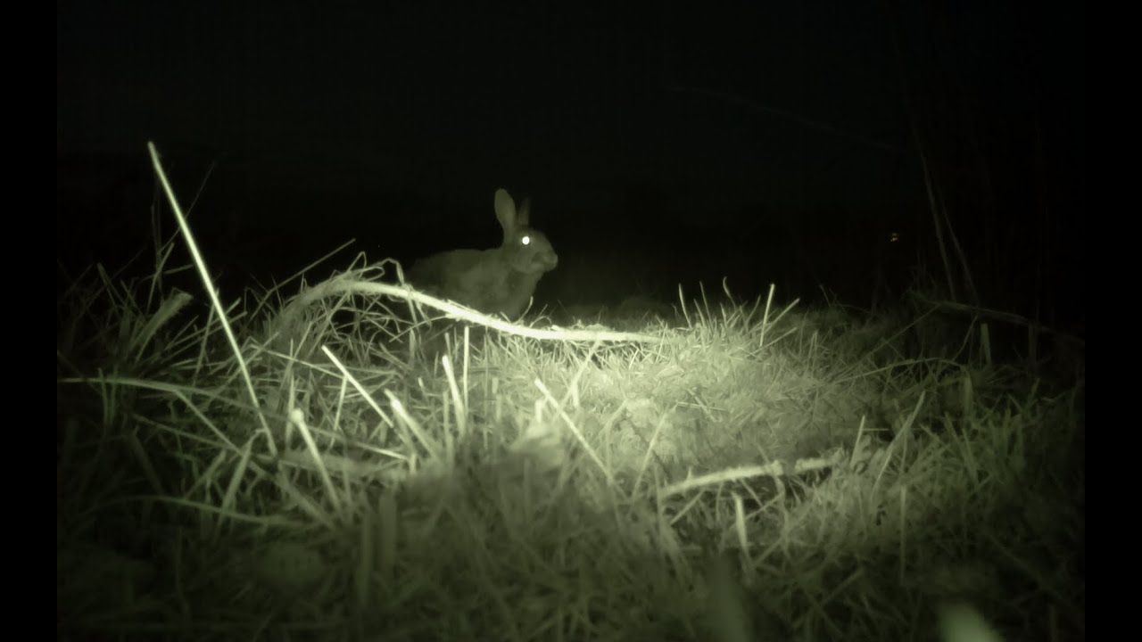 Local Wildlife in St Albans. Night time. Raspberry Pi camera. Infrared ...