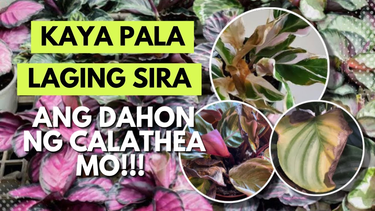EVERYTHING YOU NEED TO KNOW ABOUT CALATHEA! - YouTube
