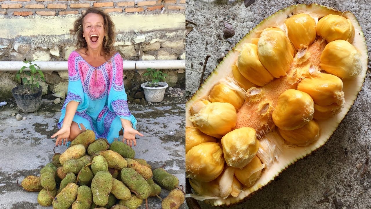 Fruitarians eat 150 POUNDS of super smelly CEMPEDAK FRUIT in Sumatra ...