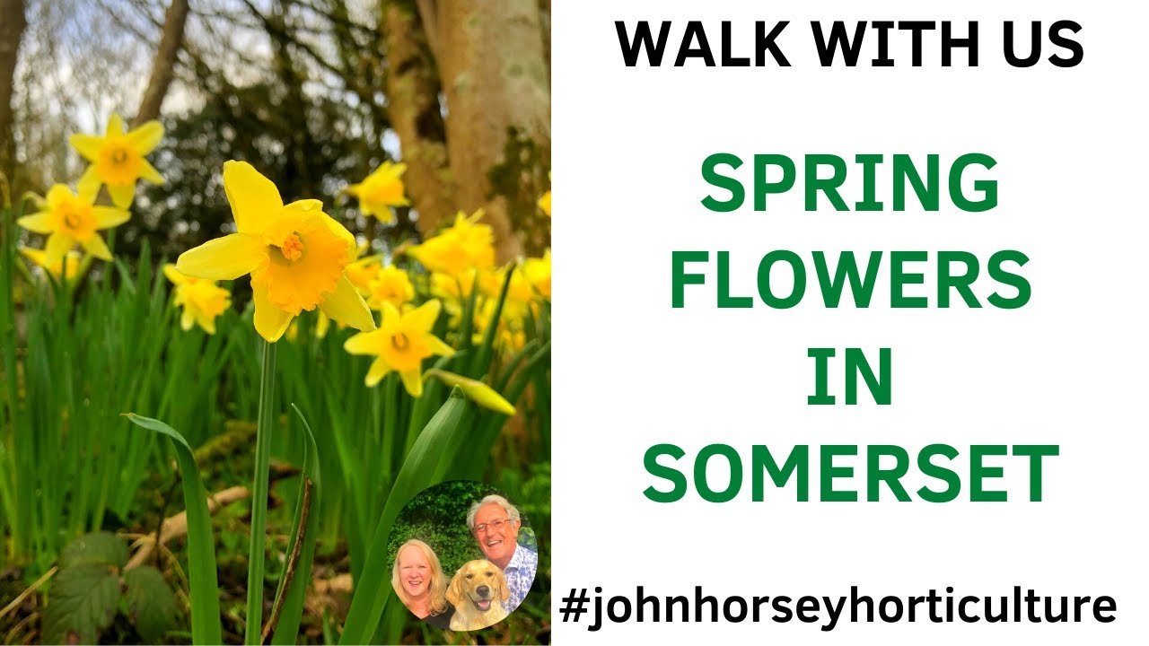 SPRING FLOWER IDENTIFICATION - LOOKING AT SPRING FLOWERS IN SOMERSET ...