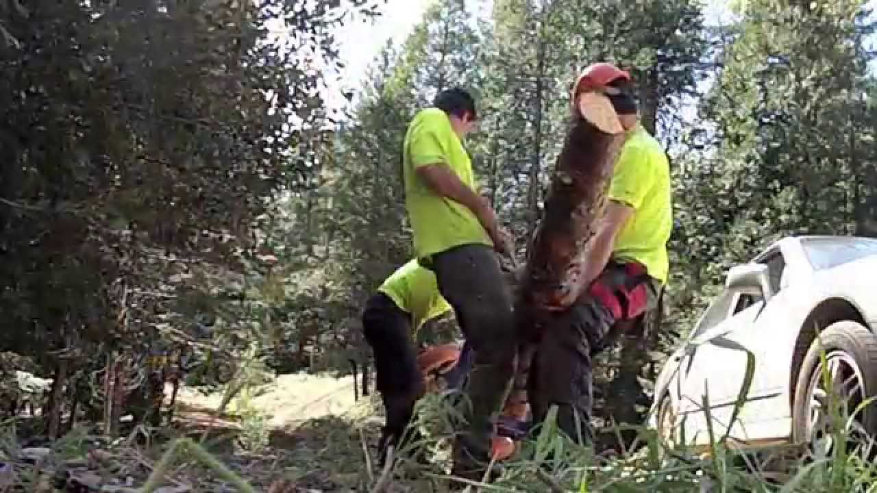 Honda Portable Winch Helps Takedown Trees - YouTube