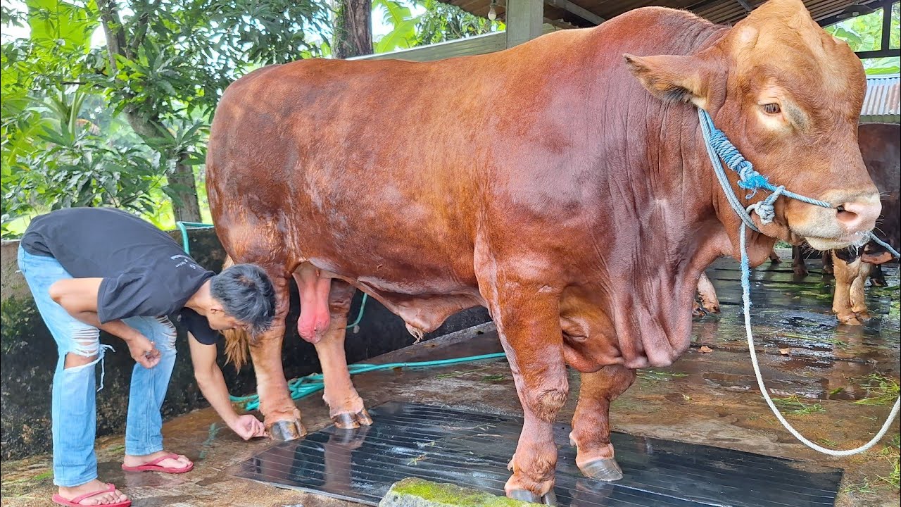 CEK SAPI MONSTER 1.2 PERNAH JUARA KONTES‼️ - YouTube