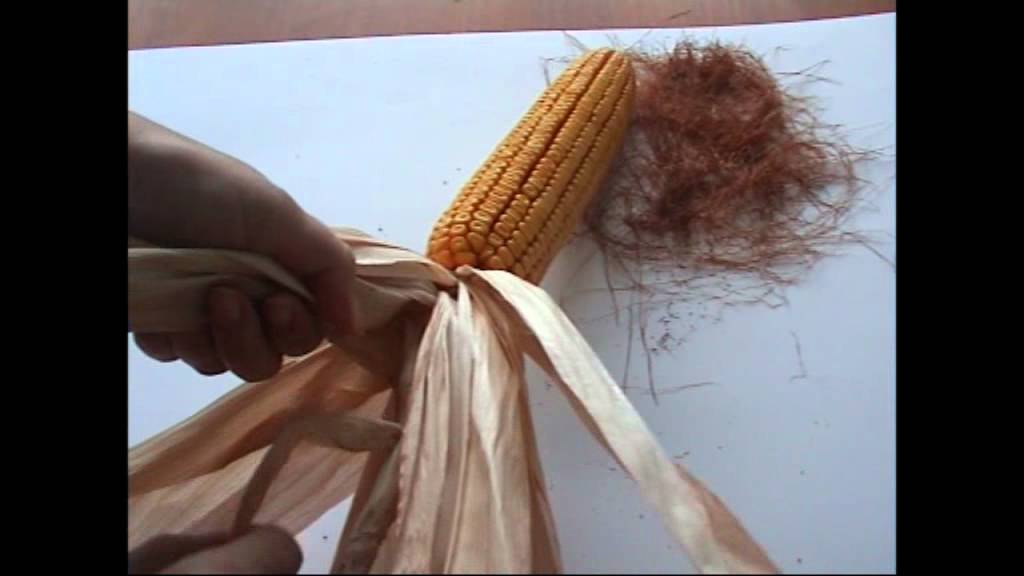 A Magia do Milho * Corn Magicks - YouTube