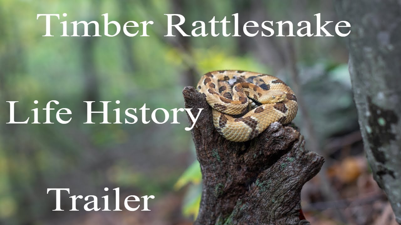 Timber Rattlesnake Life History Trailer - YouTube