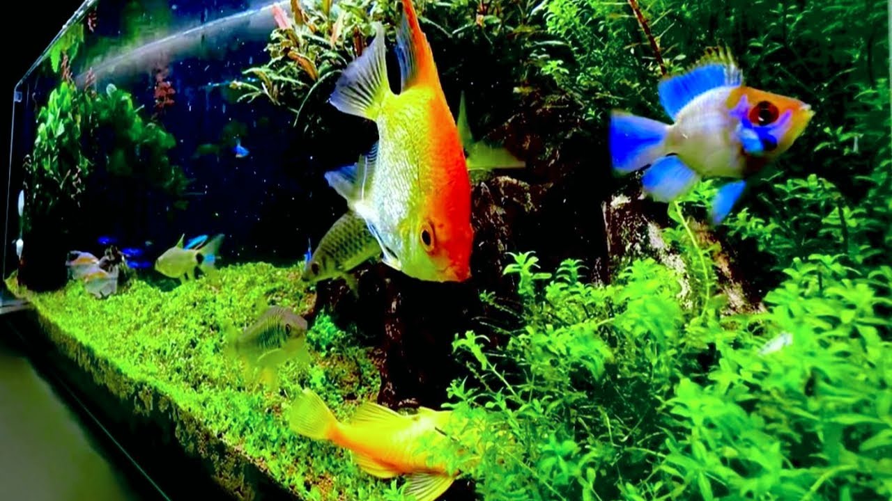 Ramirezi, Angelfish, Plecostomus, Congo Tetra, Platy, Apistogramma ...
