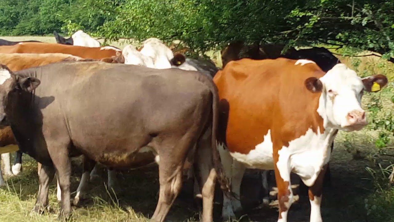 Cows Mooing - YouTube