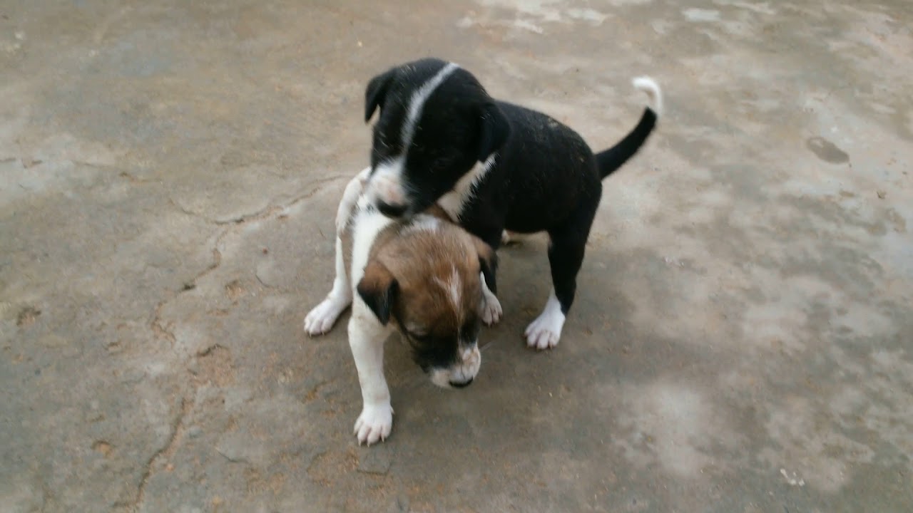 cutest puppies playing - YouTube