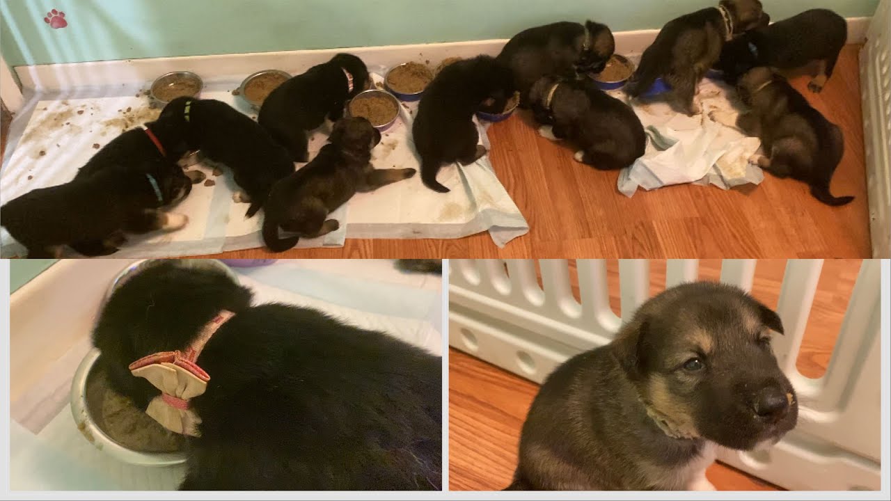 Gerberian Shepsky Puppies Introduced To Puppy Gruel Weighing The gerberian-shepsky-puppies-introduced-to-puppy-gruel-weighing-the