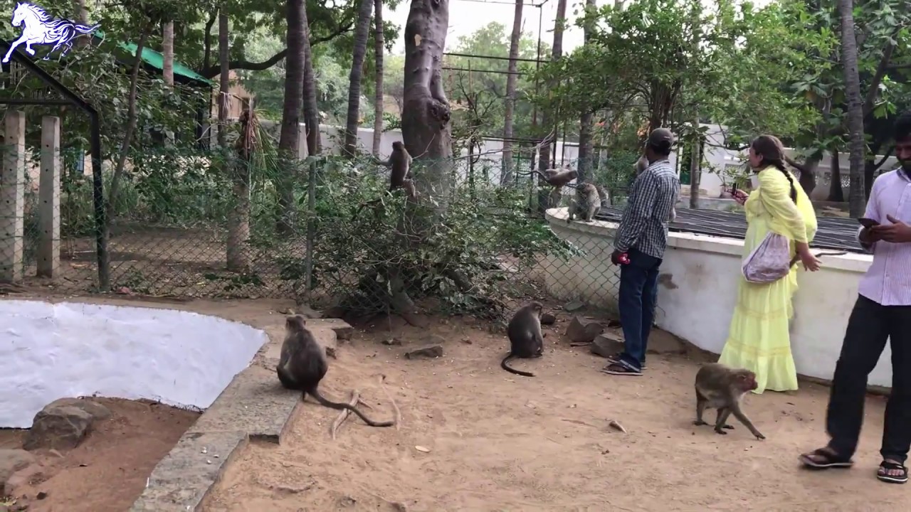 Monkey vs Human - YouTube