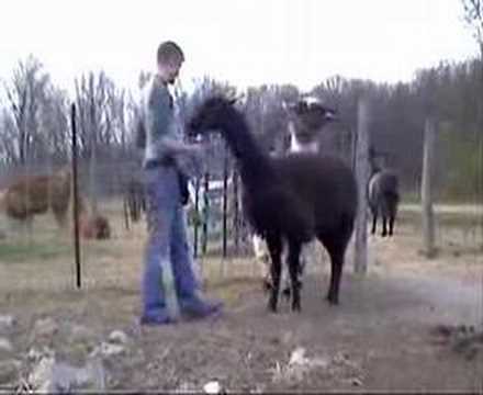 How to Train Llamas to Halter - YouTube