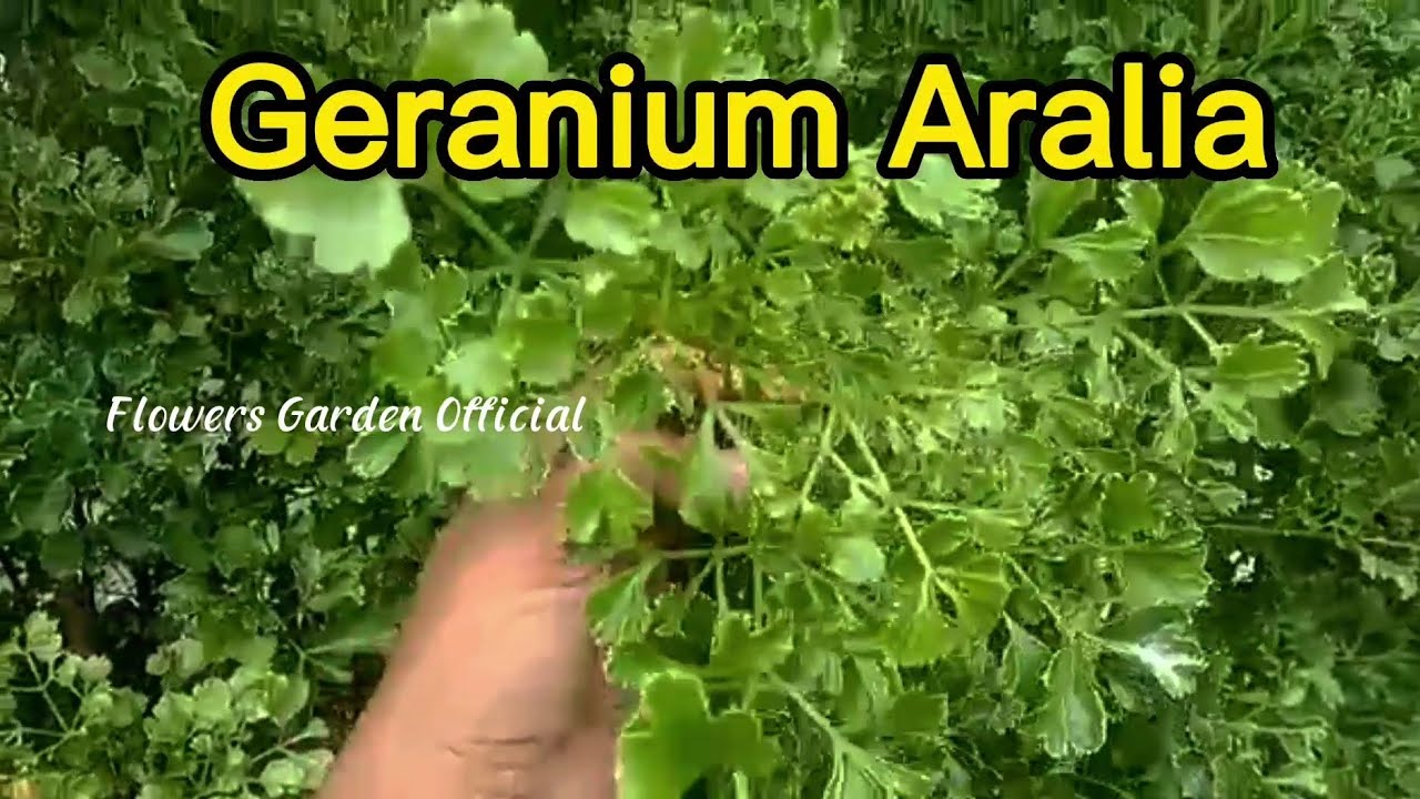 bunga daun seledri geranium aralia - flowers garden - YouTube