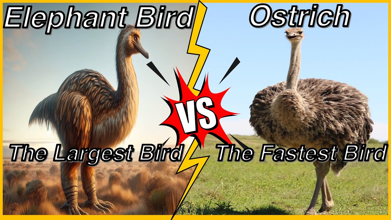 Ostrich vs Elephant Bird: The Fastest Bird vs The Largest Bird #ostrich ...