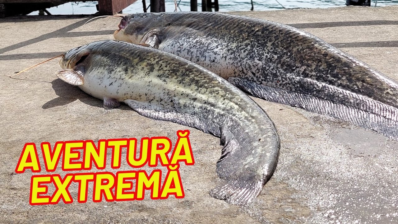 O partida la pescuit de somn de poveste in conditii extreme #foryou # ...