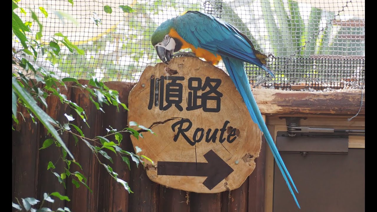 Macaws birds in Kobe Animal Kingdom, Japan / 神戸どうぶつ王国のコンゴウインコ - YouTube